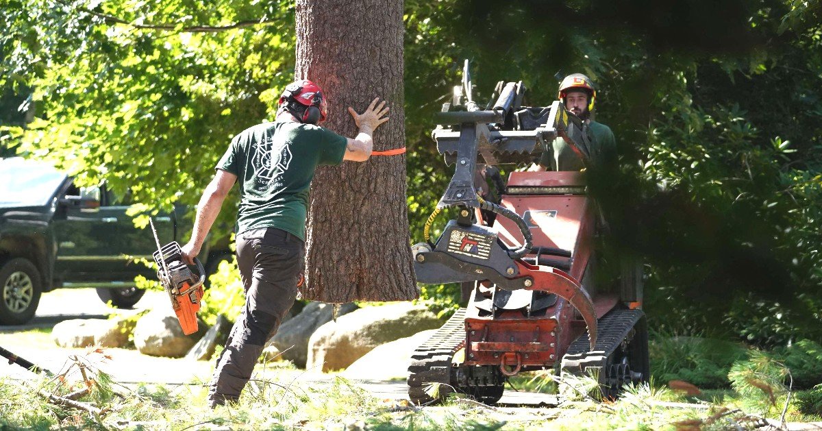 Emergency Tree Removal: What You Need to Know